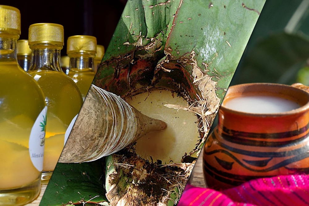 Bebidas fermentadas de agave