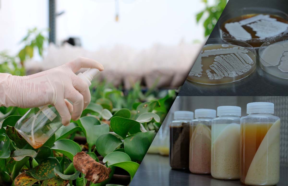 Actinobacterias del suelo como potenciales bioherbicidas