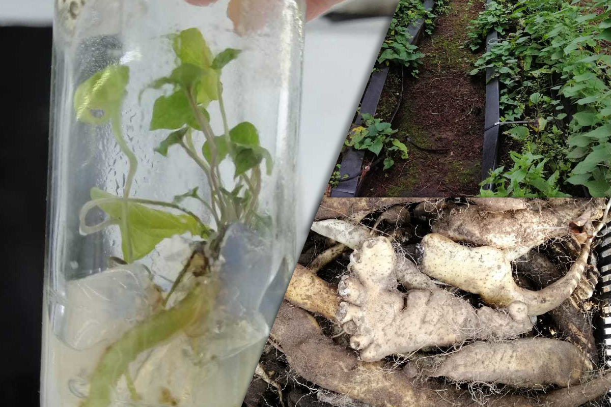 Rayos gamma y mutantes para ayudar al camote del cerro