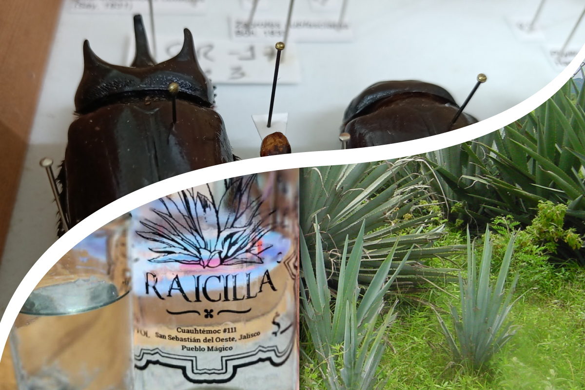 Los escarabajos rinocerontes amenazan la raicilla de la Costa de Jalisco