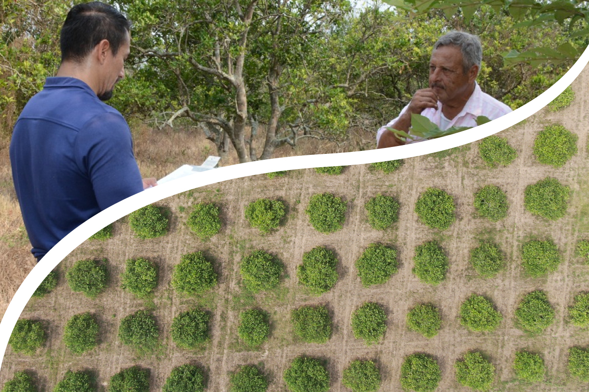 Hacia Un Manejo Agroecológico Análisis Del Cultivo De Naranja Valencia